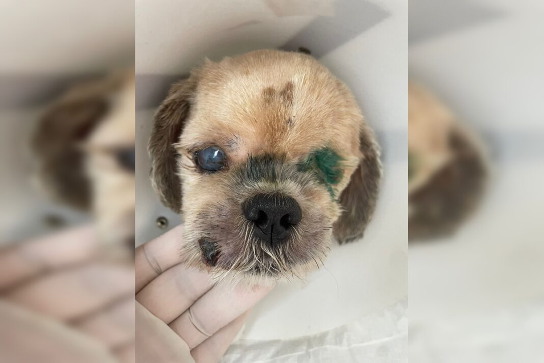 Fotos: cadela é abandonada com larvas no ânus e machucados pelo corpo ...