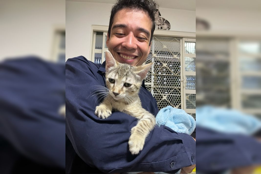 Psicólogo que torturou e matou 20 gatos no DF tem julgamento marcado ...